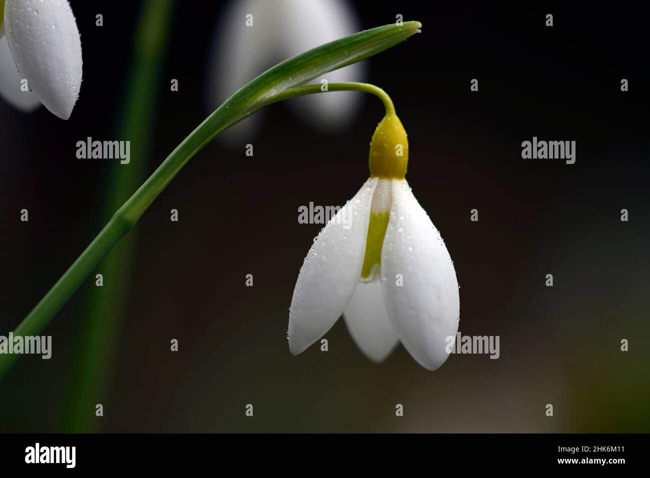 galanthus plicatus wendys gold,hybrid,hybrids,yellow snowdrop,yellow ...