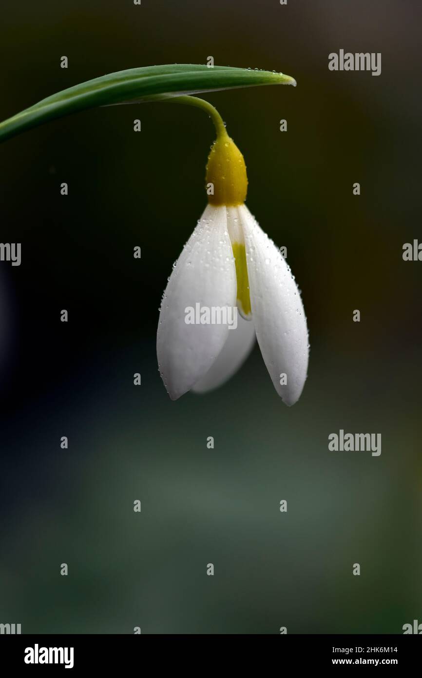 galanthus plicatus wendys gold,hybrid,hybrids,yellow snowdrop,yellow ...