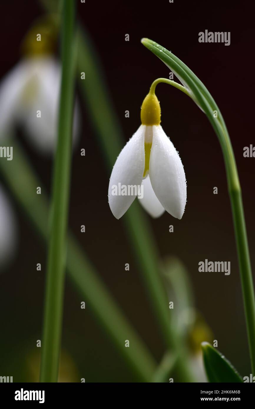 galanthus plicatus wendys gold,hybrid,hybrids,yellow snowdrop,yellow ...