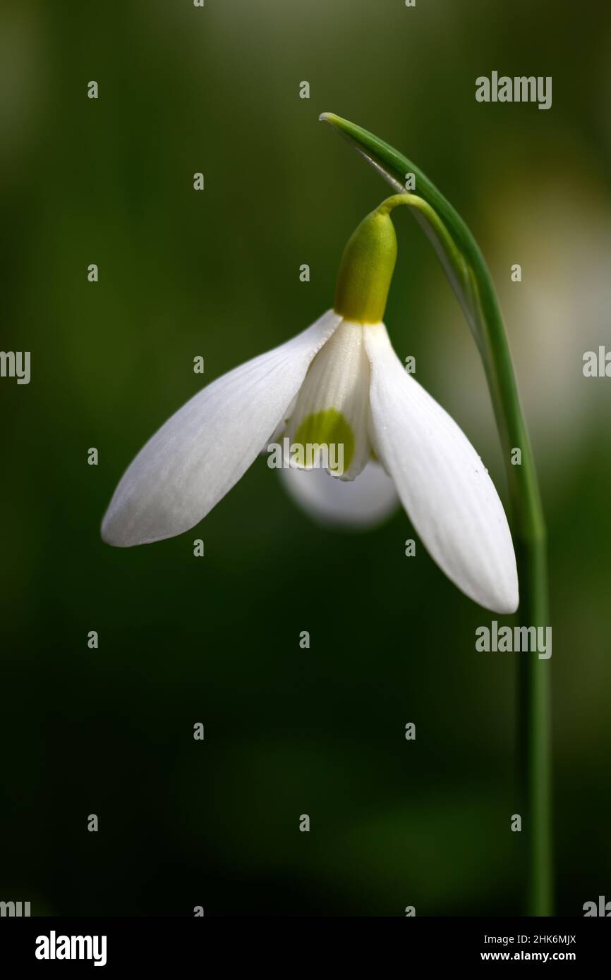 Galanthus x valentinei Dryad Gold Bullion,yellow snowdrop,yellow ...