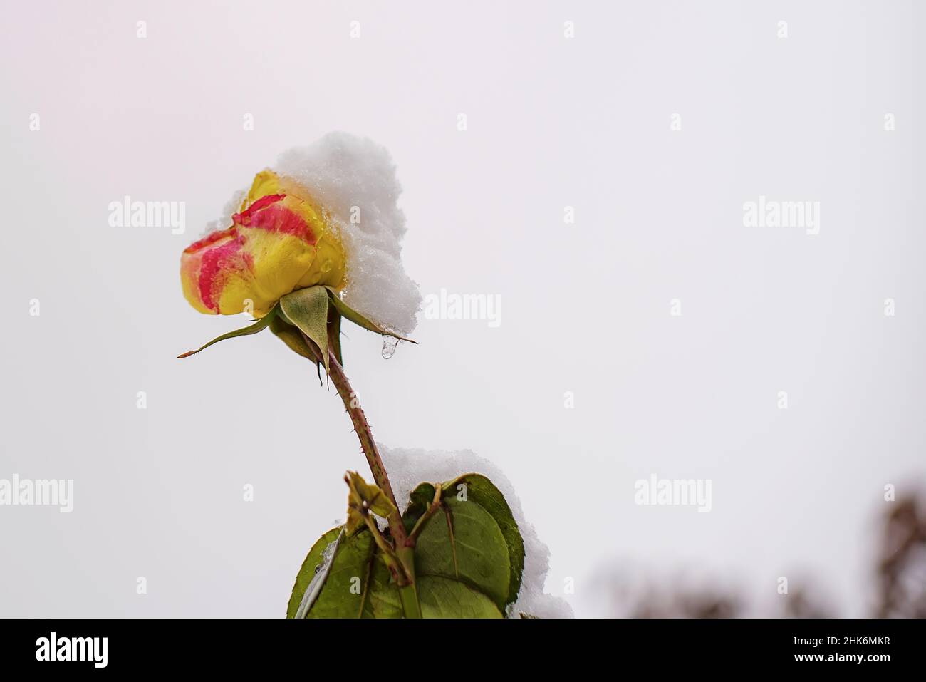 Roses draped with frost, yellow rose, on white Stock Photo - Alamy