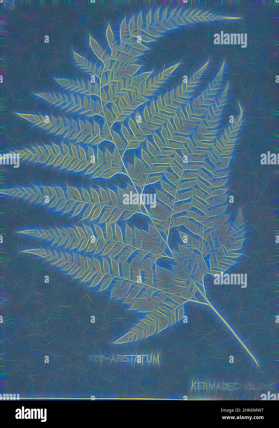 Inspired by Aspidium aristatum, Kermadec Islands. From the album: New ...