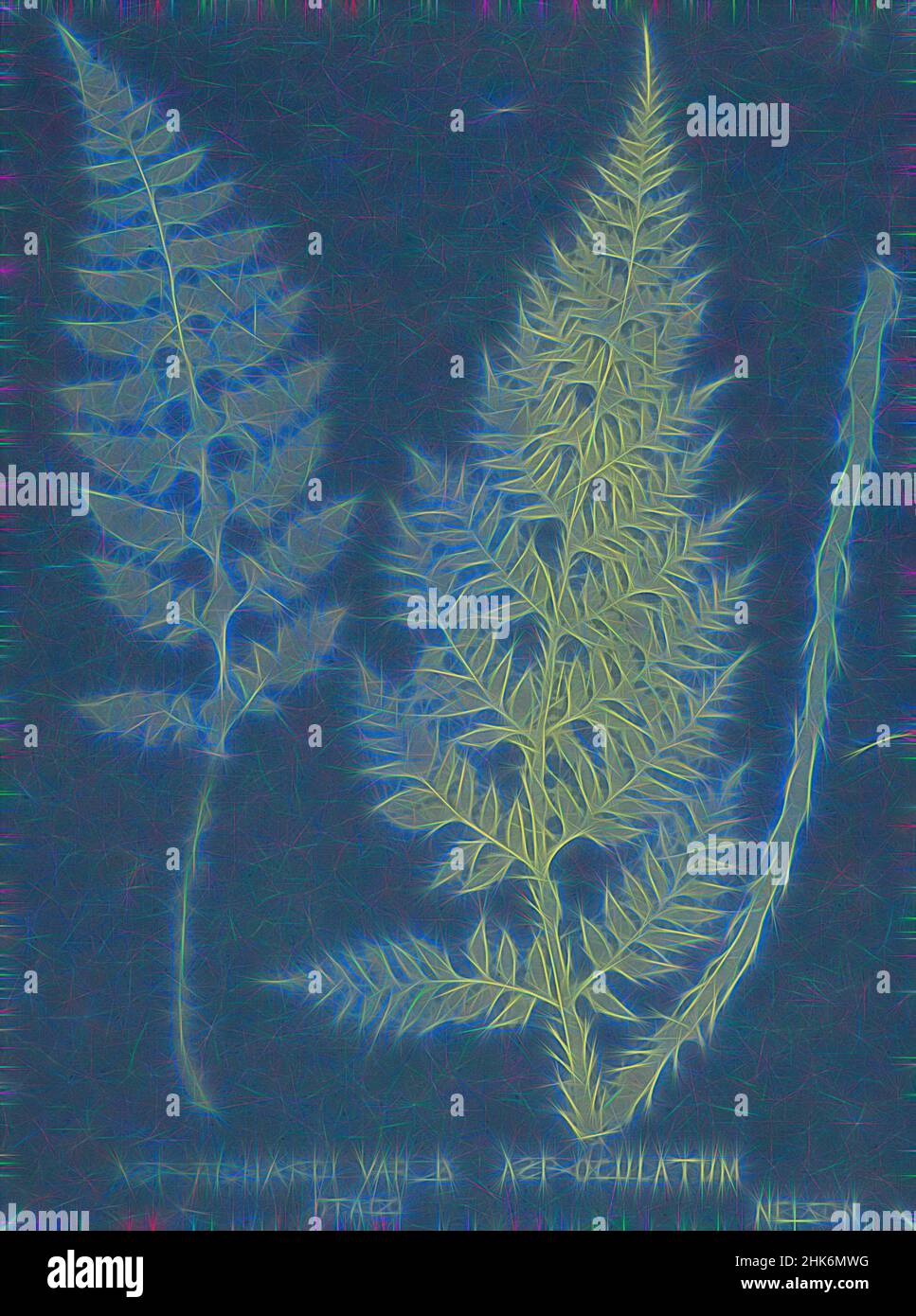 Aspidium oculatum hi-res stock photography and images - Alamy