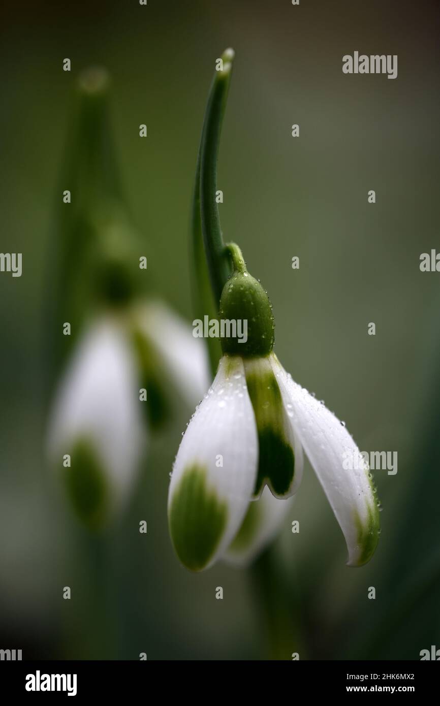 Galanthus x valentinei Joe Spotted,virescent,virescents,snowdrop ...