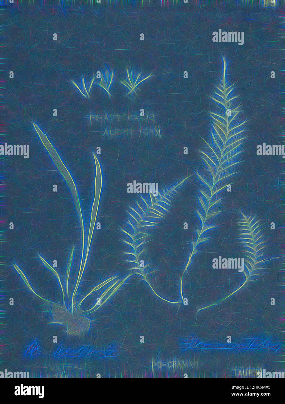 Inspired by Polypodium australis alpine form, Polypodium australis and ...