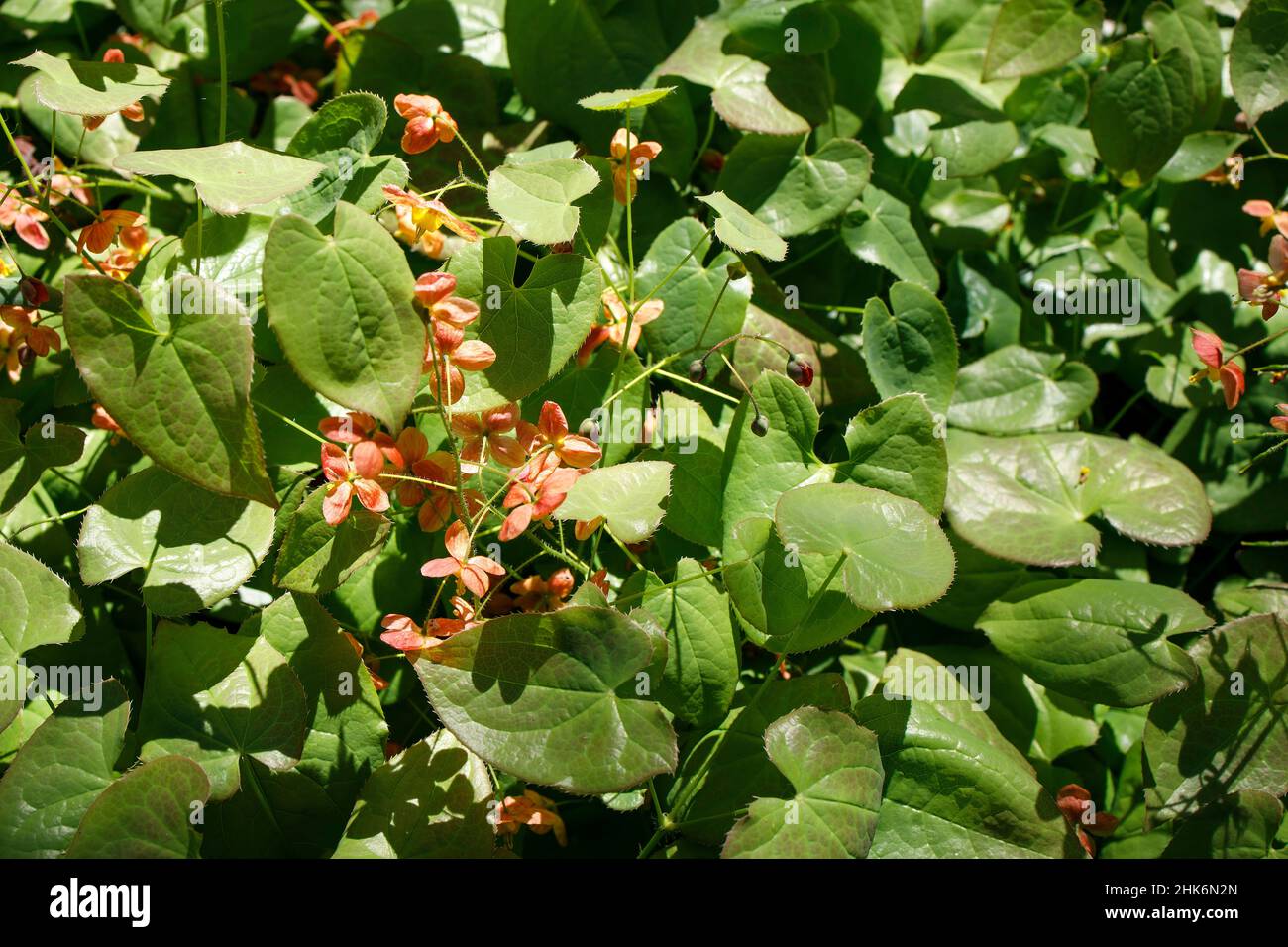 Epimedium alpinum hi-res stock photography and images - Alamy