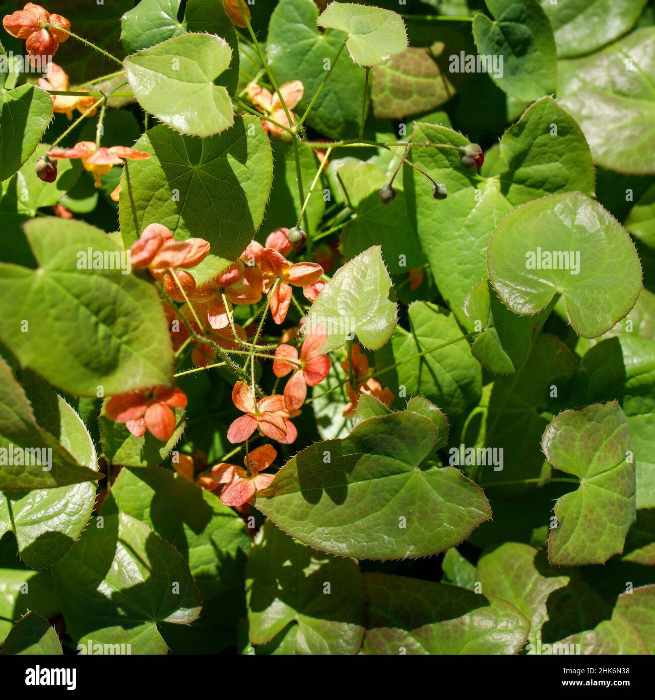 Epimedium alpinum hi-res stock photography and images - Alamy
