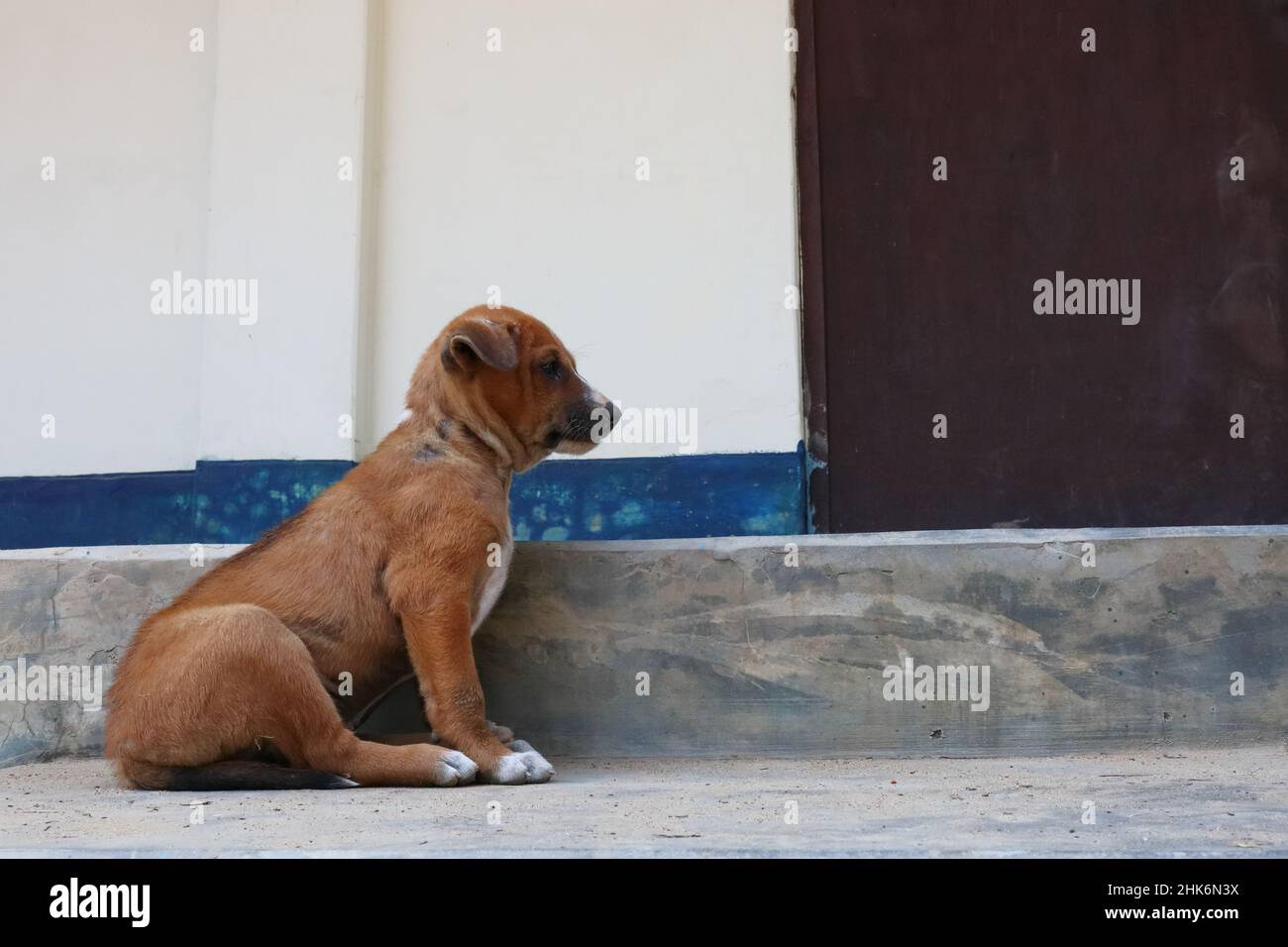 Doggy seating hi-res stock photography and images - Alamy