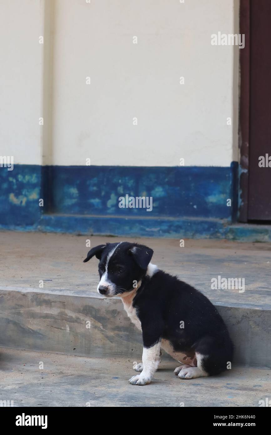 A Unhealthy dog seating on the ground Stock Photo - Alamy