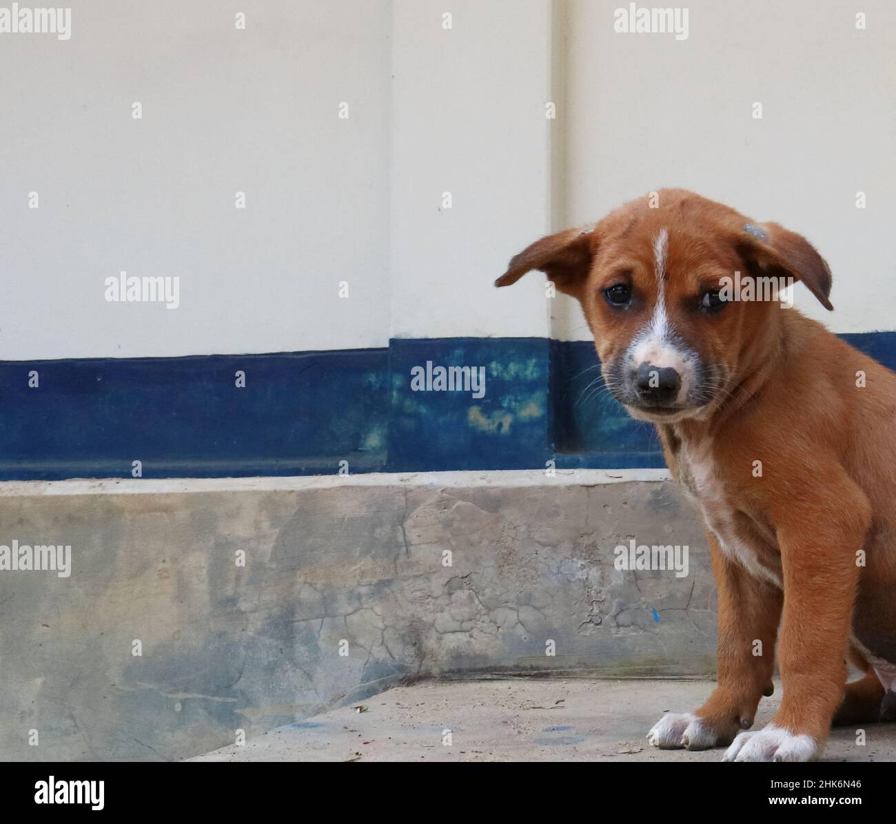 Doggy seating hi-res stock photography and images - Alamy