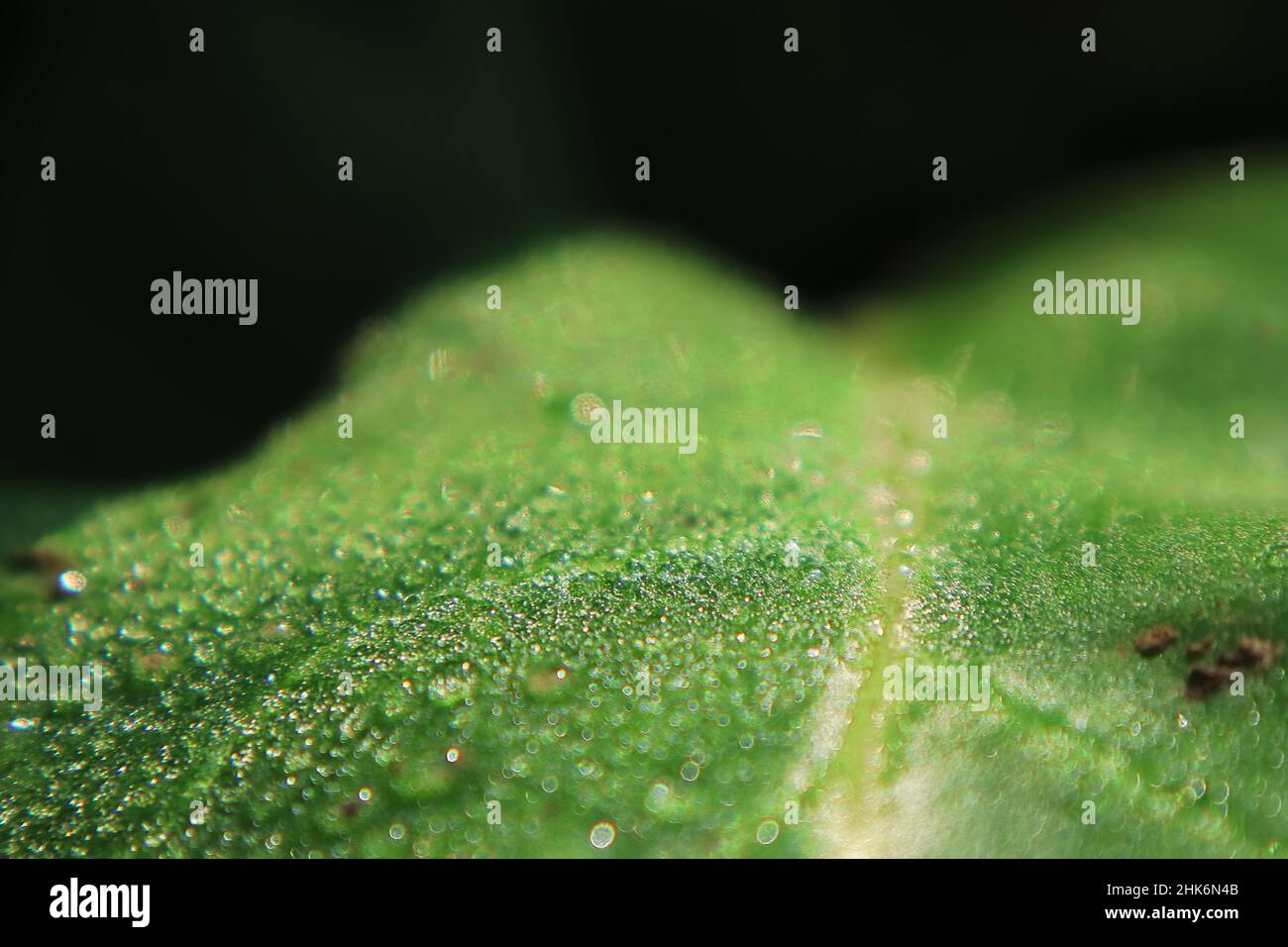 Spinach (Palak) leaf in the morning with small water droplet shining in ...