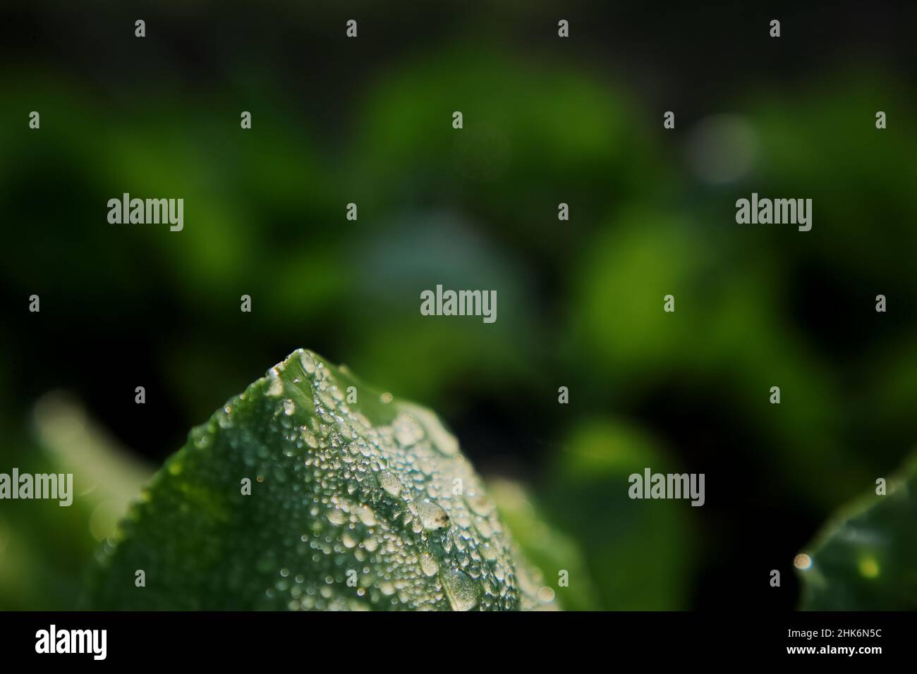 Spinach (Palak) leaf in the morning with small water droplet shining in ...