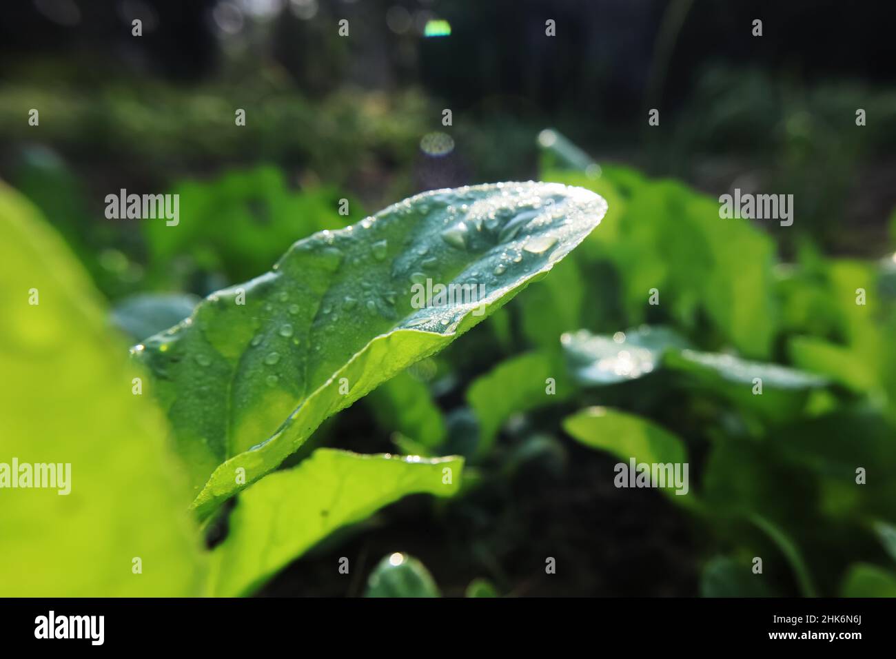 Spinach (Palak) plant in a farm. It is used as food which is very ...