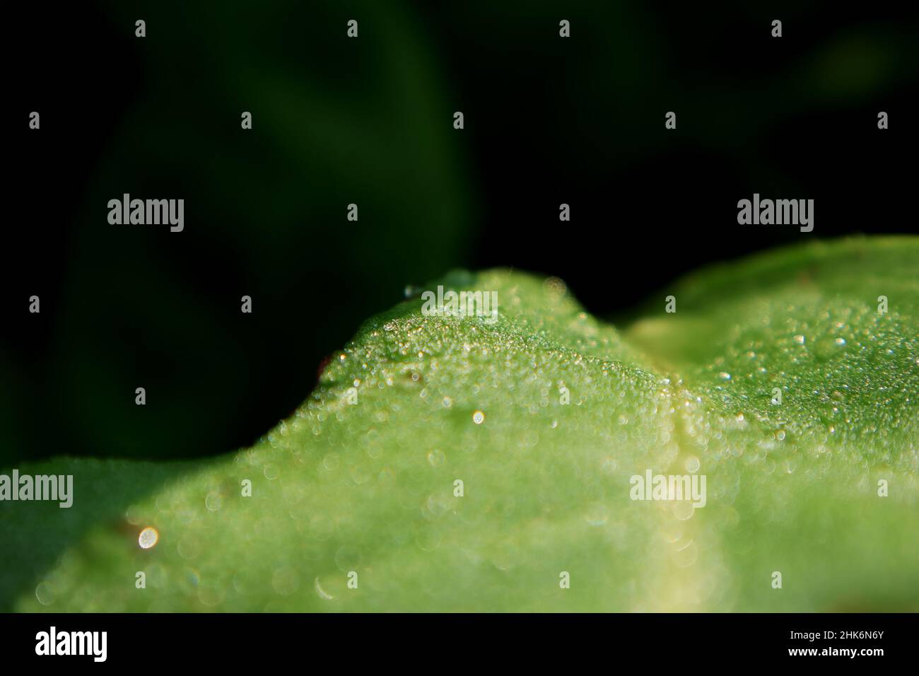Spinach (Palak) leaf in the morning with small water droplet shining in ...