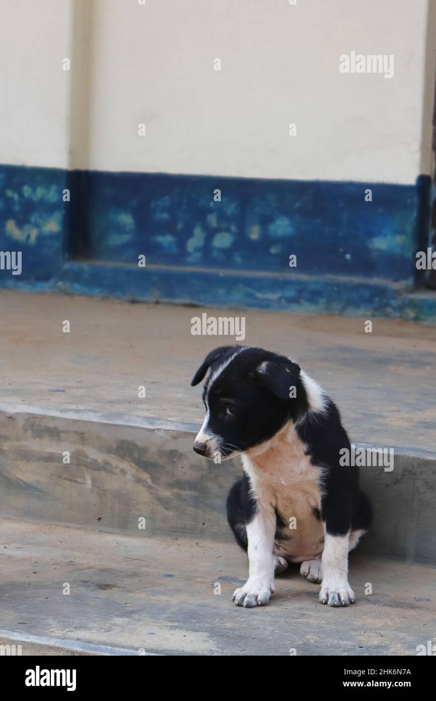 Doggy seating hi-res stock photography and images - Alamy