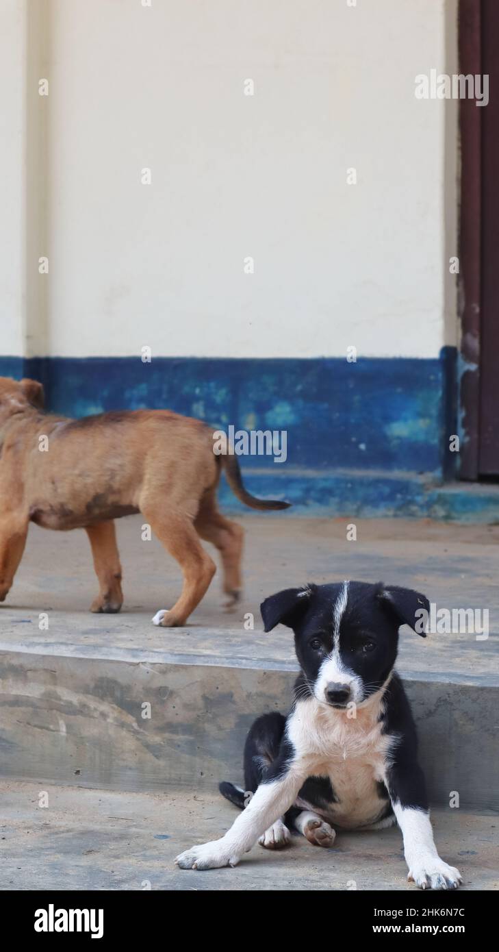 A Unhealthy dog seating on the ground Stock Photo - Alamy