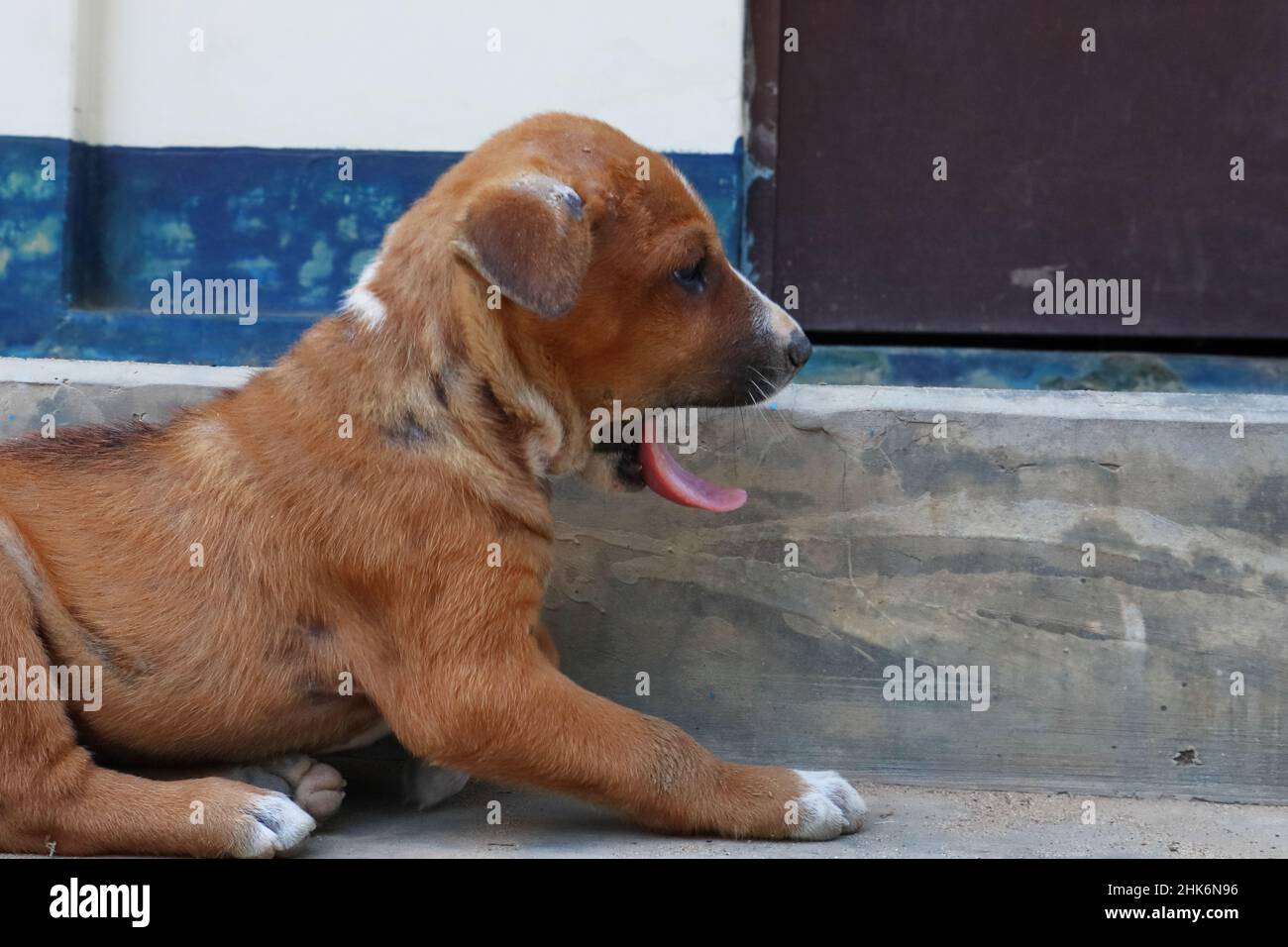 A Unhealthy dog seating on the ground Stock Photo - Alamy