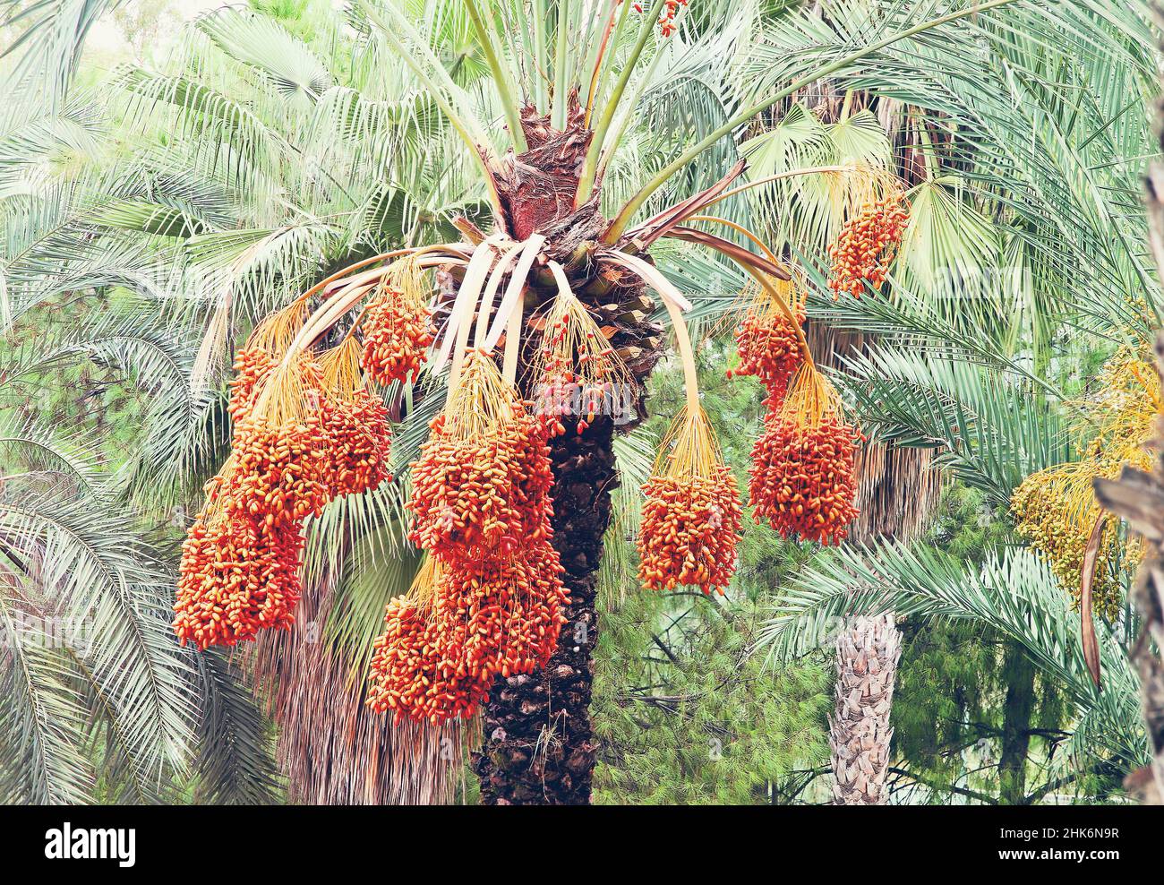 Date palm trees in a tropical park in Turkey Stock Photo - Alamy