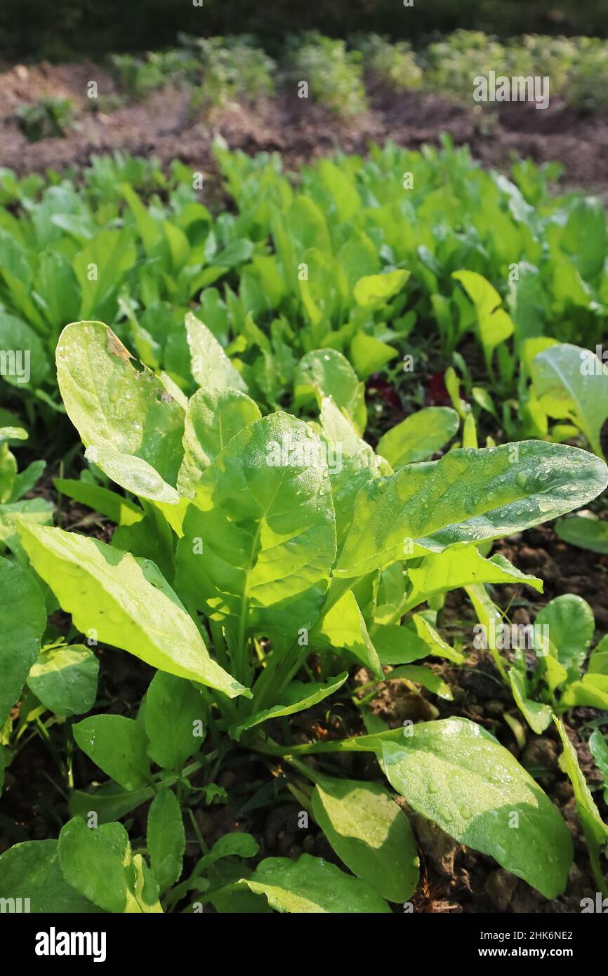 Spinach (Palak) plant in a farm. It is used as food which is very ...