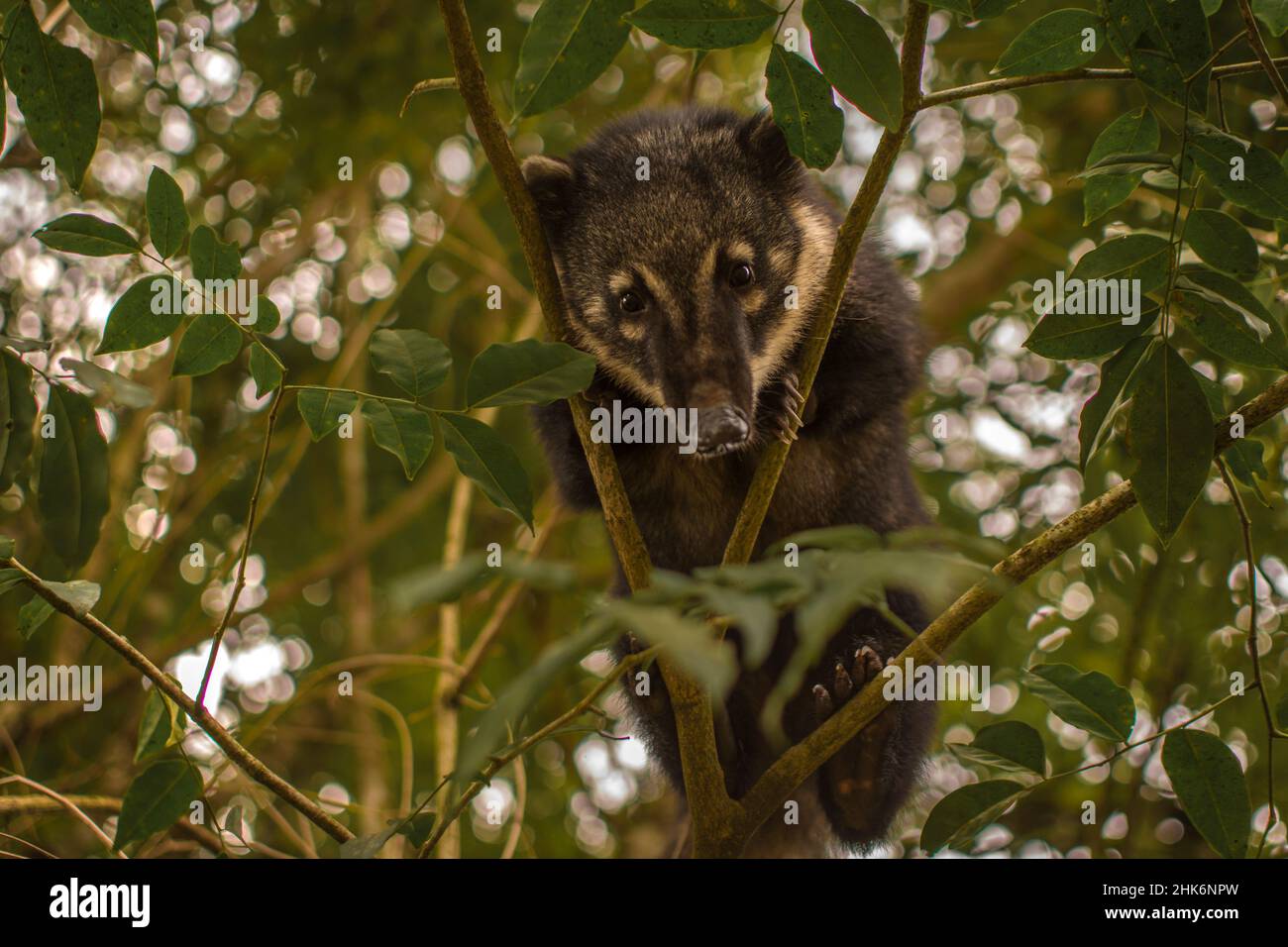 Coatí (nasua nasua) in the jungle rain forest looking at the camera ...