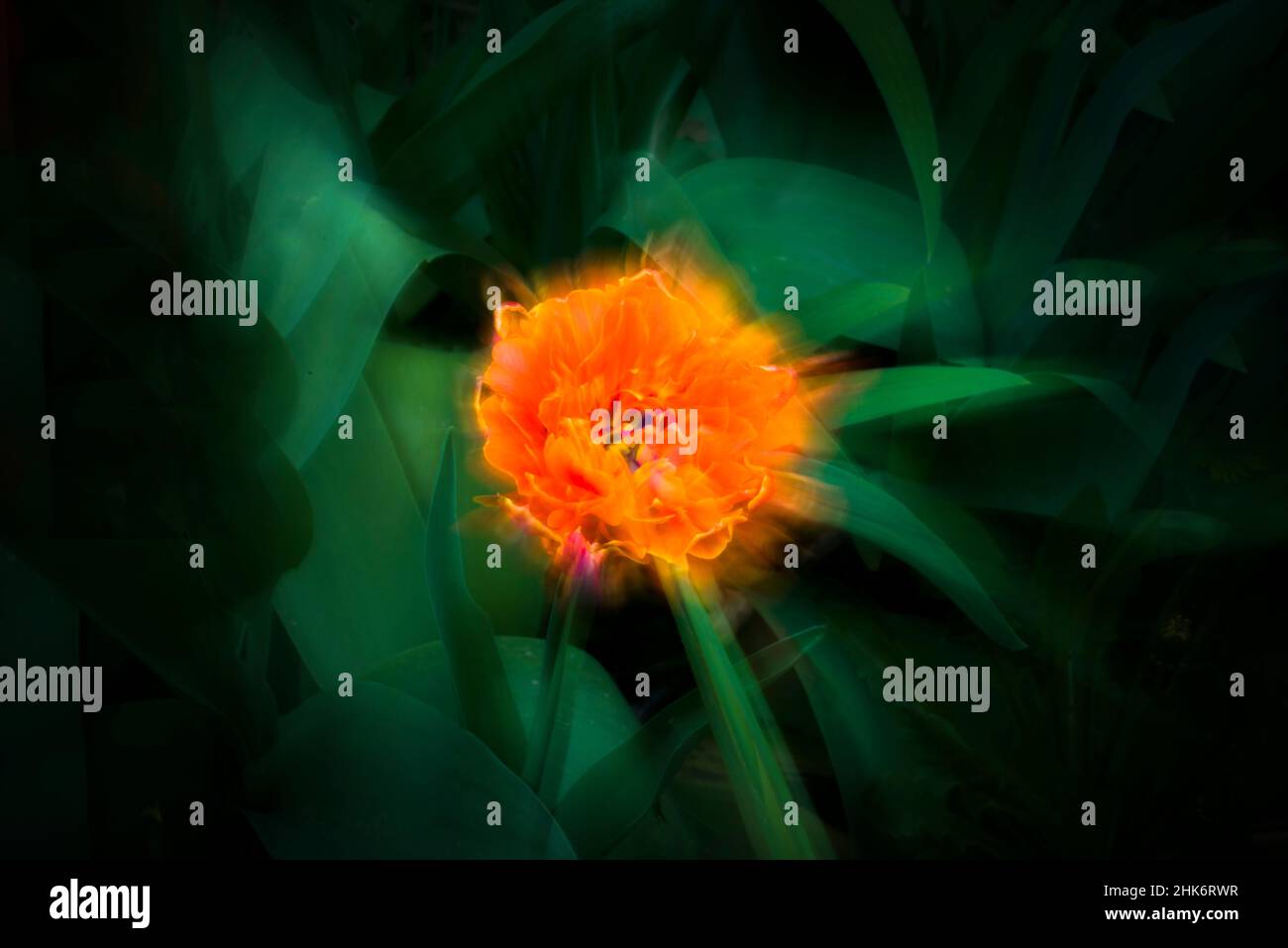 Tulip fire hi-res stock photography and images - Alamy