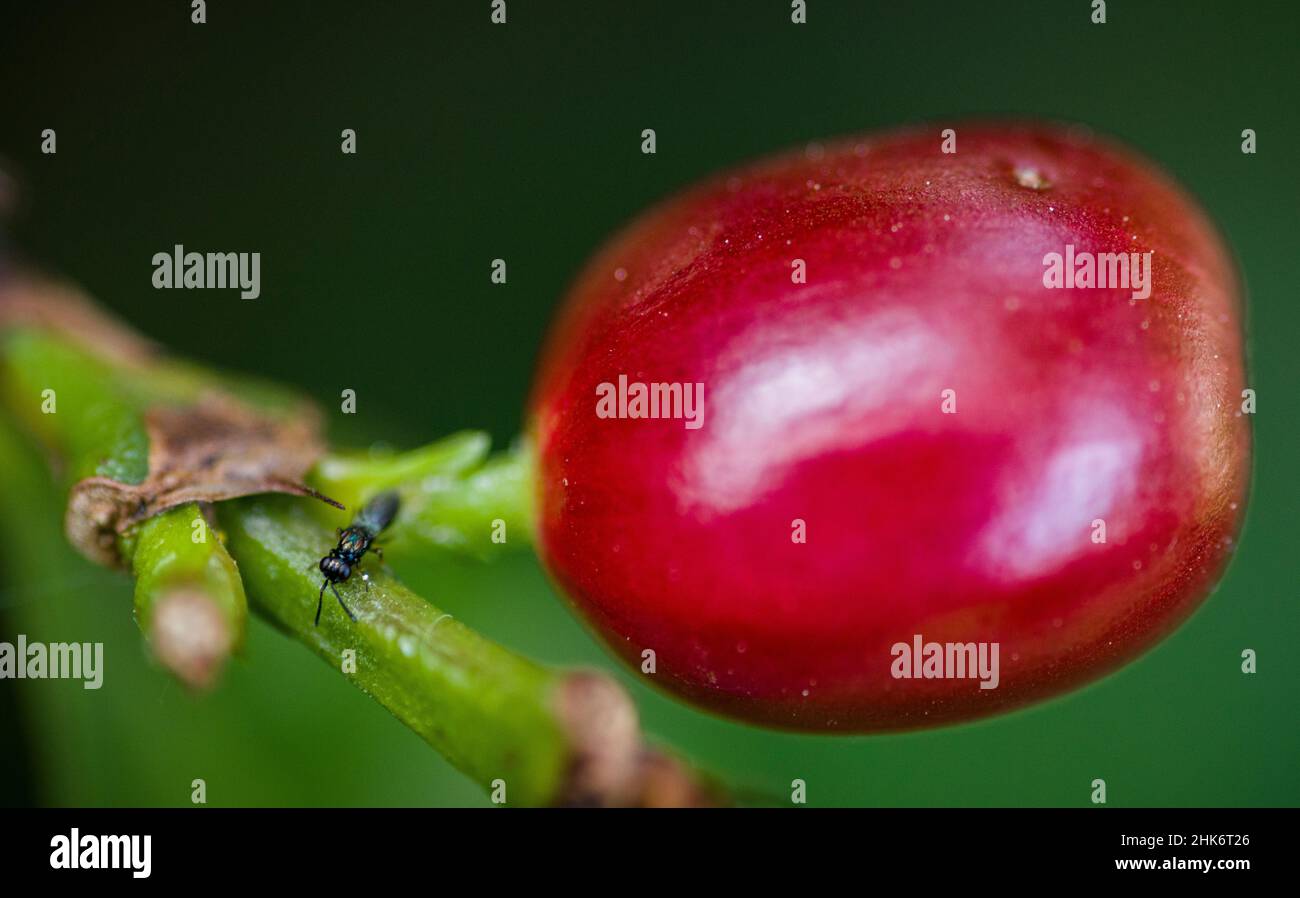 An Arabica coffee ripe cherry, with the insect, checking the cherry ...