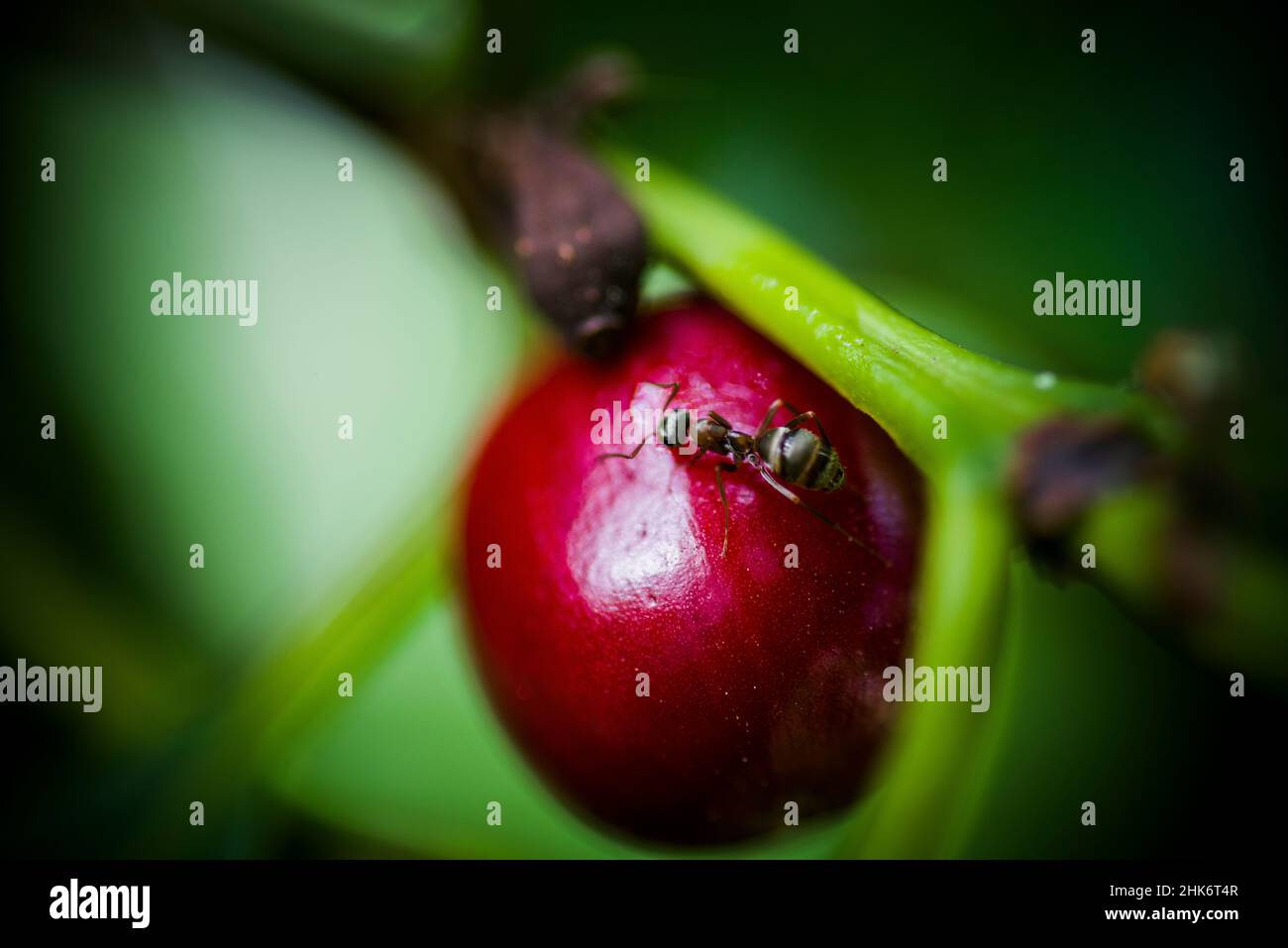 An Arabica coffee ripe cherry, with the ant, checking the cherry Stock ...