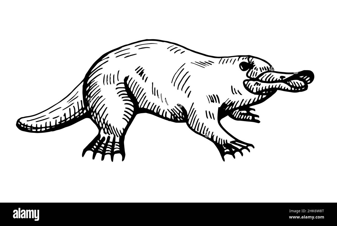 Vintage illustration of platypus on isolated white background. Vector ...