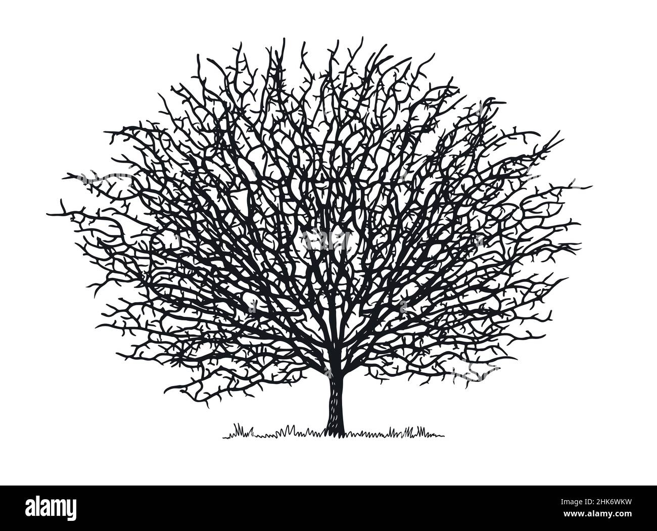 Silhouette round tree with branches on a white background. Vector ...