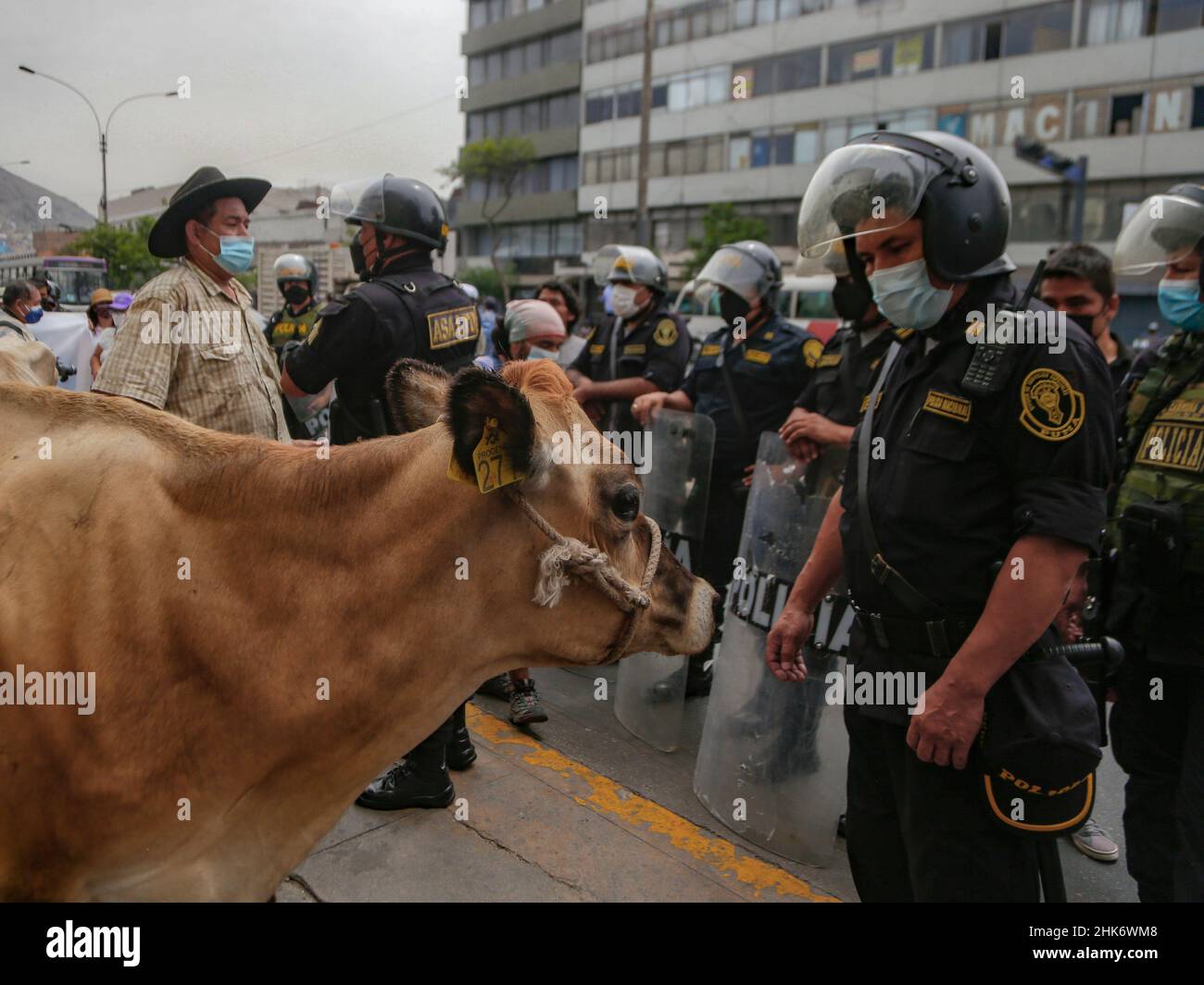 Farmers with cows latin america hi-res stock photography and images - Alamy