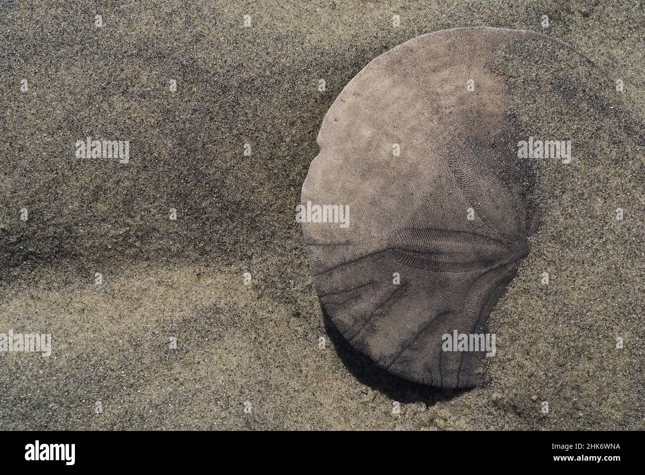 Close up of a sand dollar partially covered by beach sand Stock Photo ...