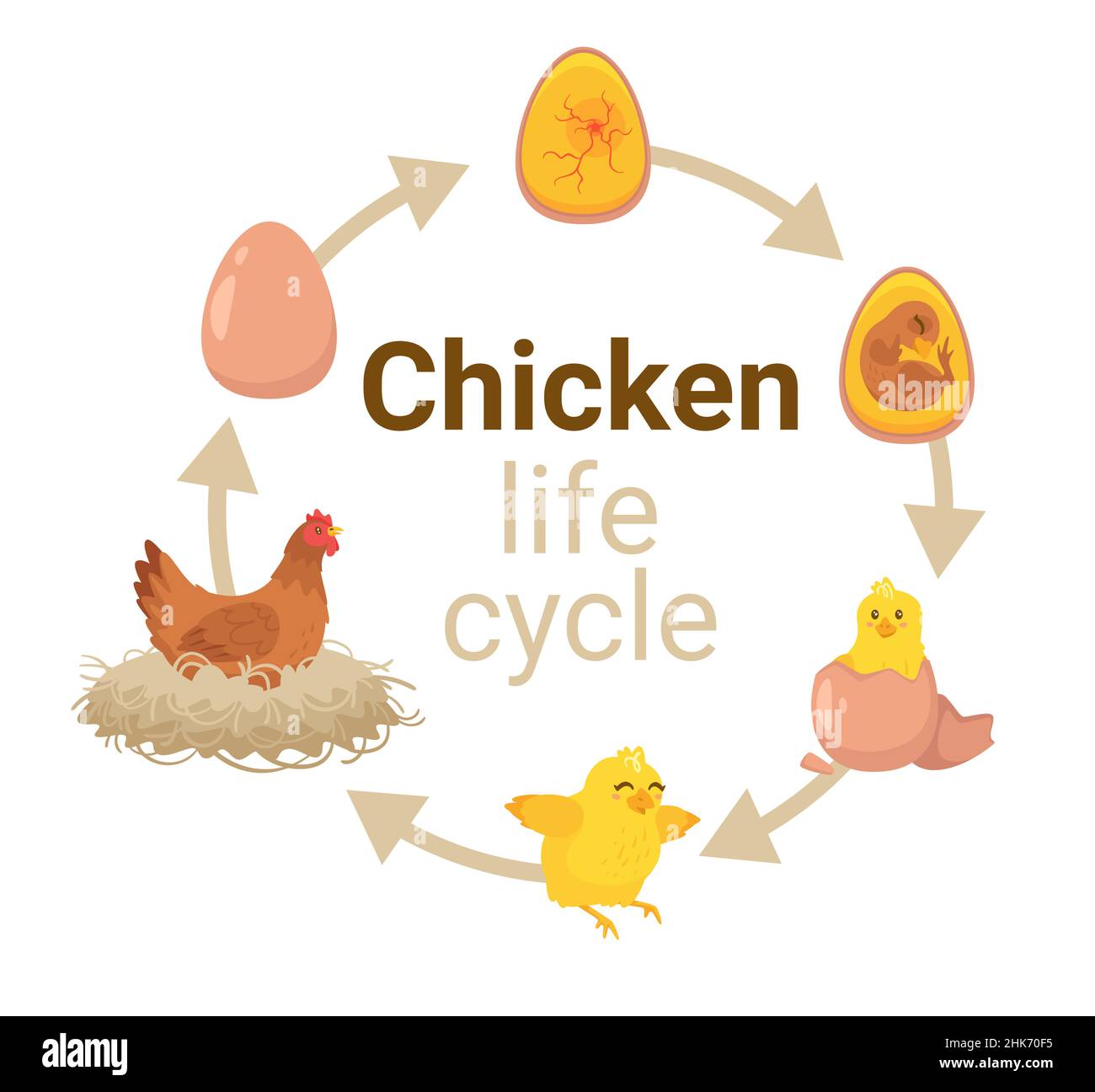 Kids educational scheme of the hatching process Stock Vector Image ...