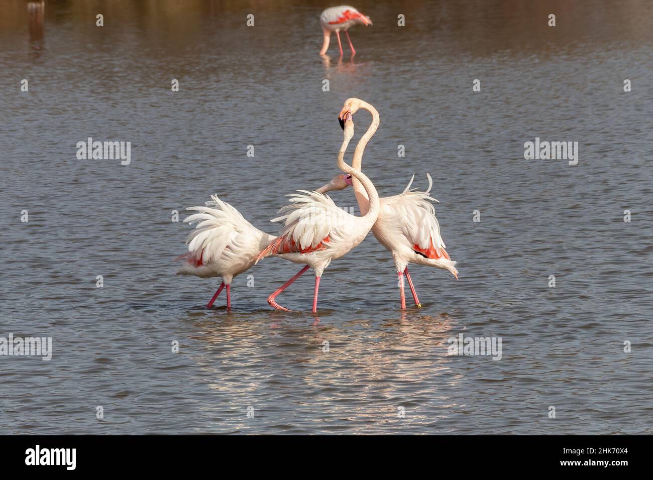 Three adult Greater flamingos in fight (Phoenicopterus roseus) due the ...