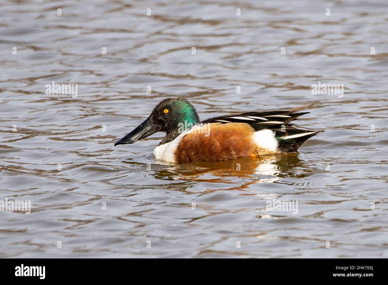 Male of Northern shoveler feeding (Spatula clypeata), known simply in ...