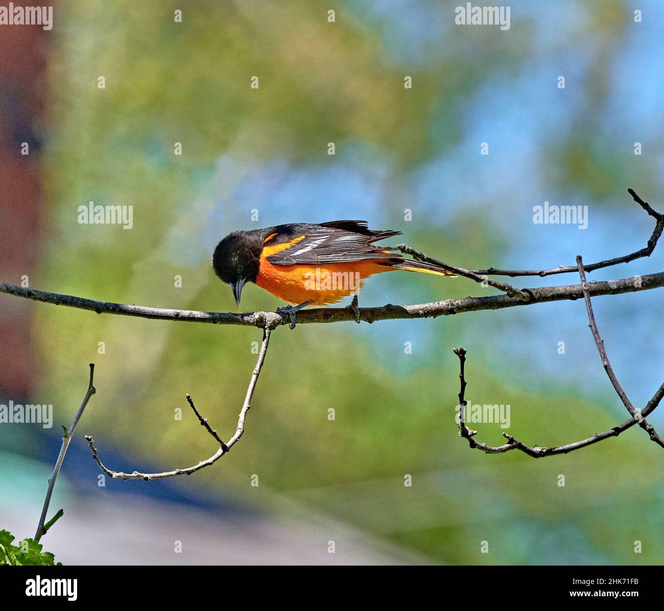 Northern baltimore oriole hi-res stock photography and images - Alamy