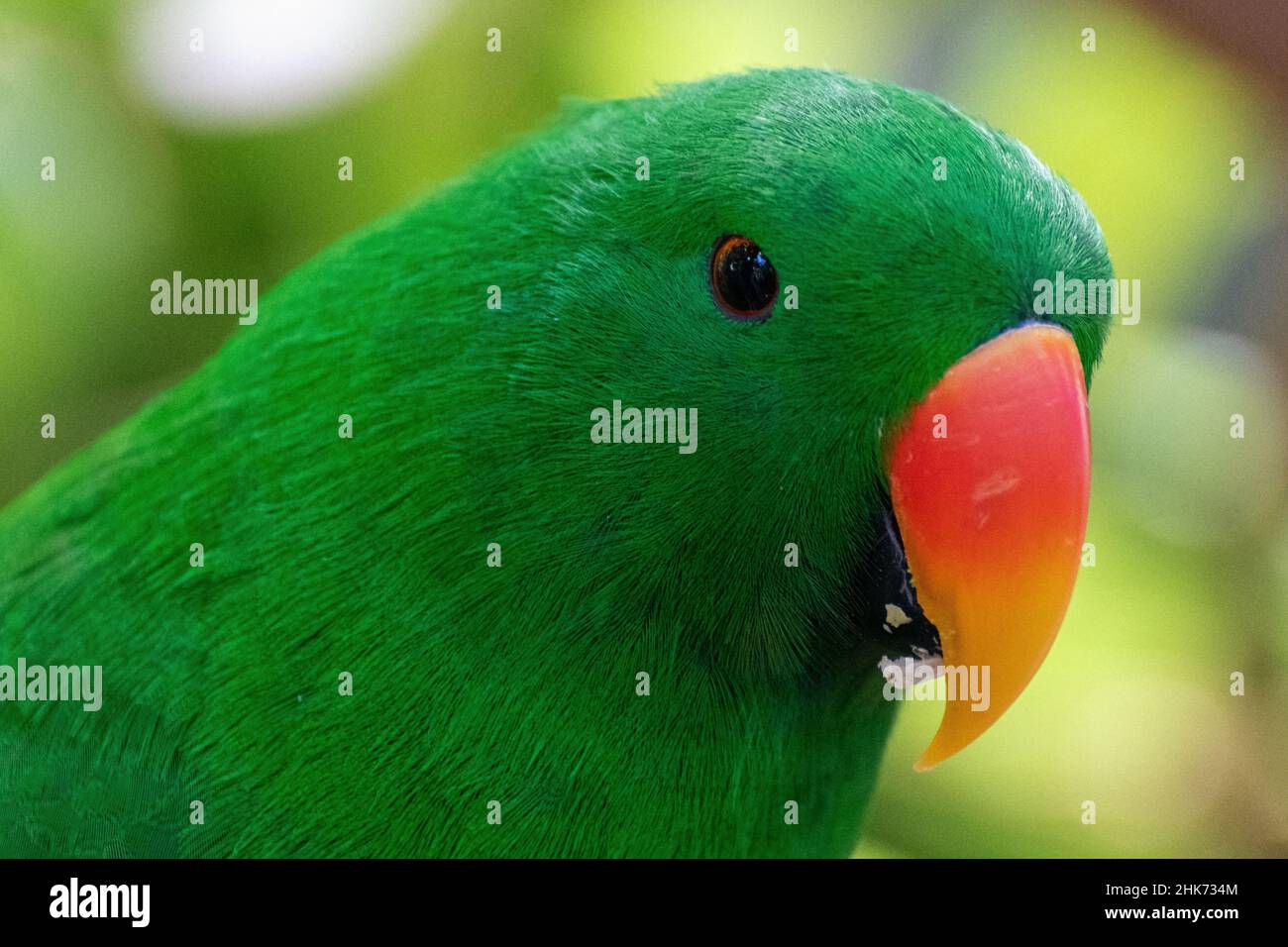 Portrait of a Green Eclectus Parrot Stock Photo - Alamy