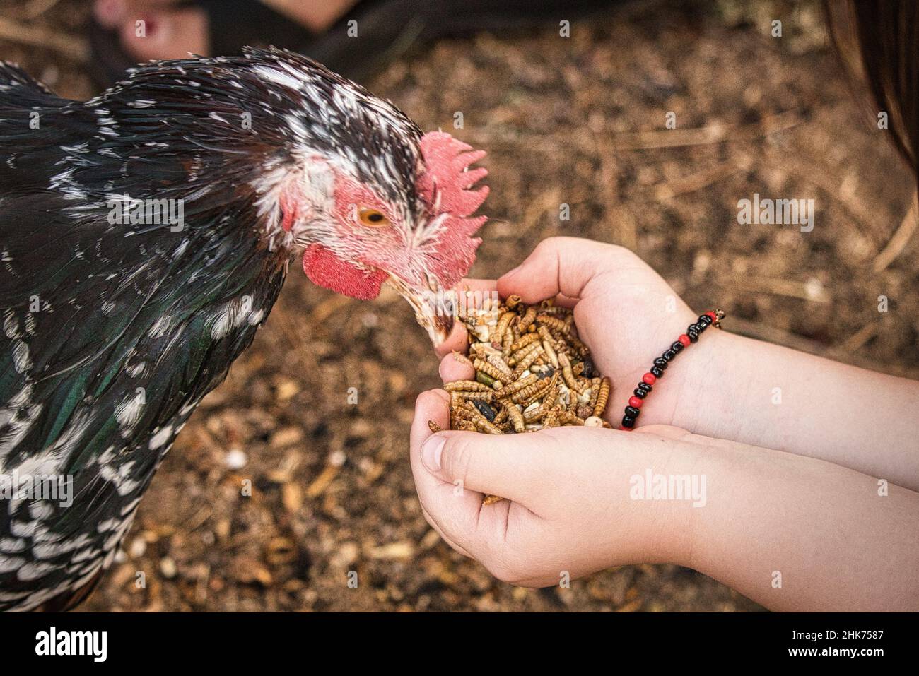 Hand feed chicken with mealworms Stock Photo - Alamy