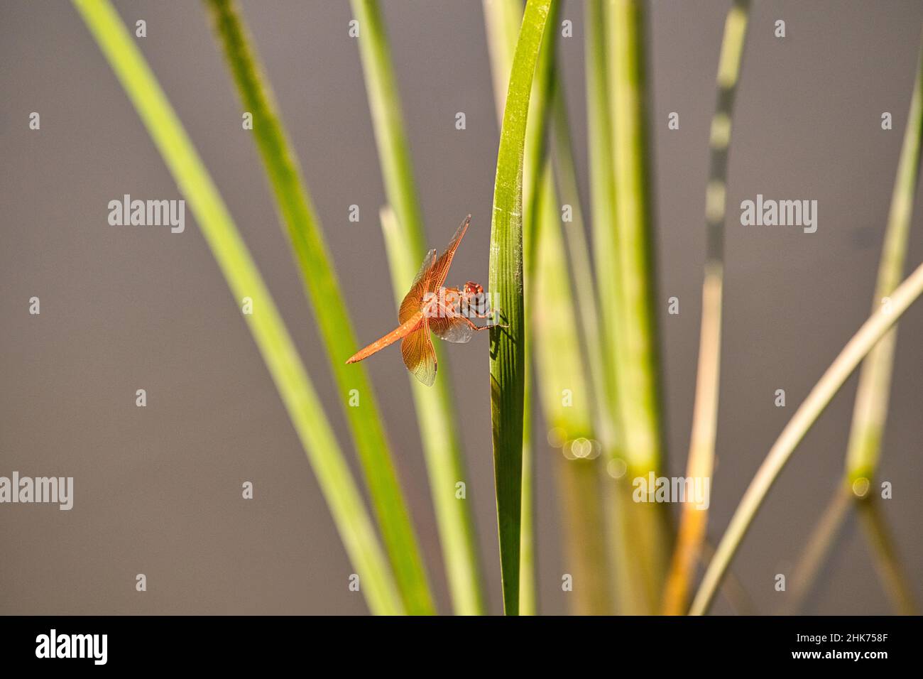 Orange dragonfly on a reed Stock Photo - Alamy