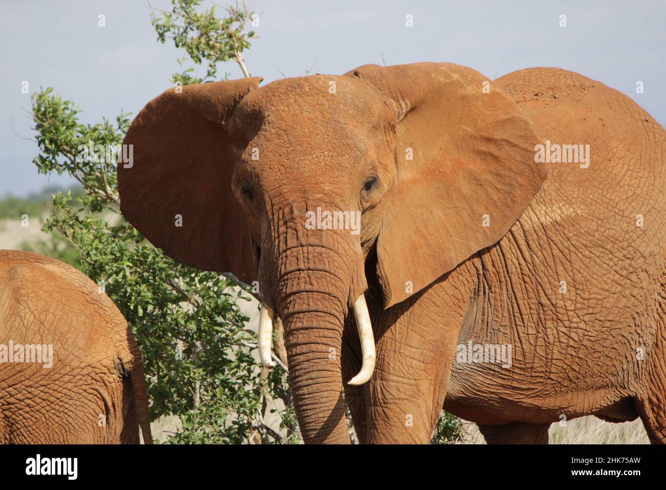 Brown elephants in a desert Stock Photo - Alamy