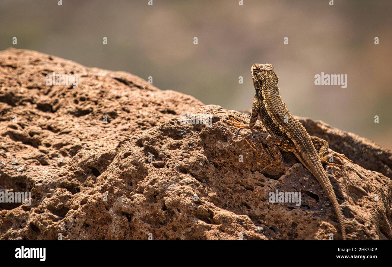 Prescott fauna hi-res stock photography and images - Alamy
