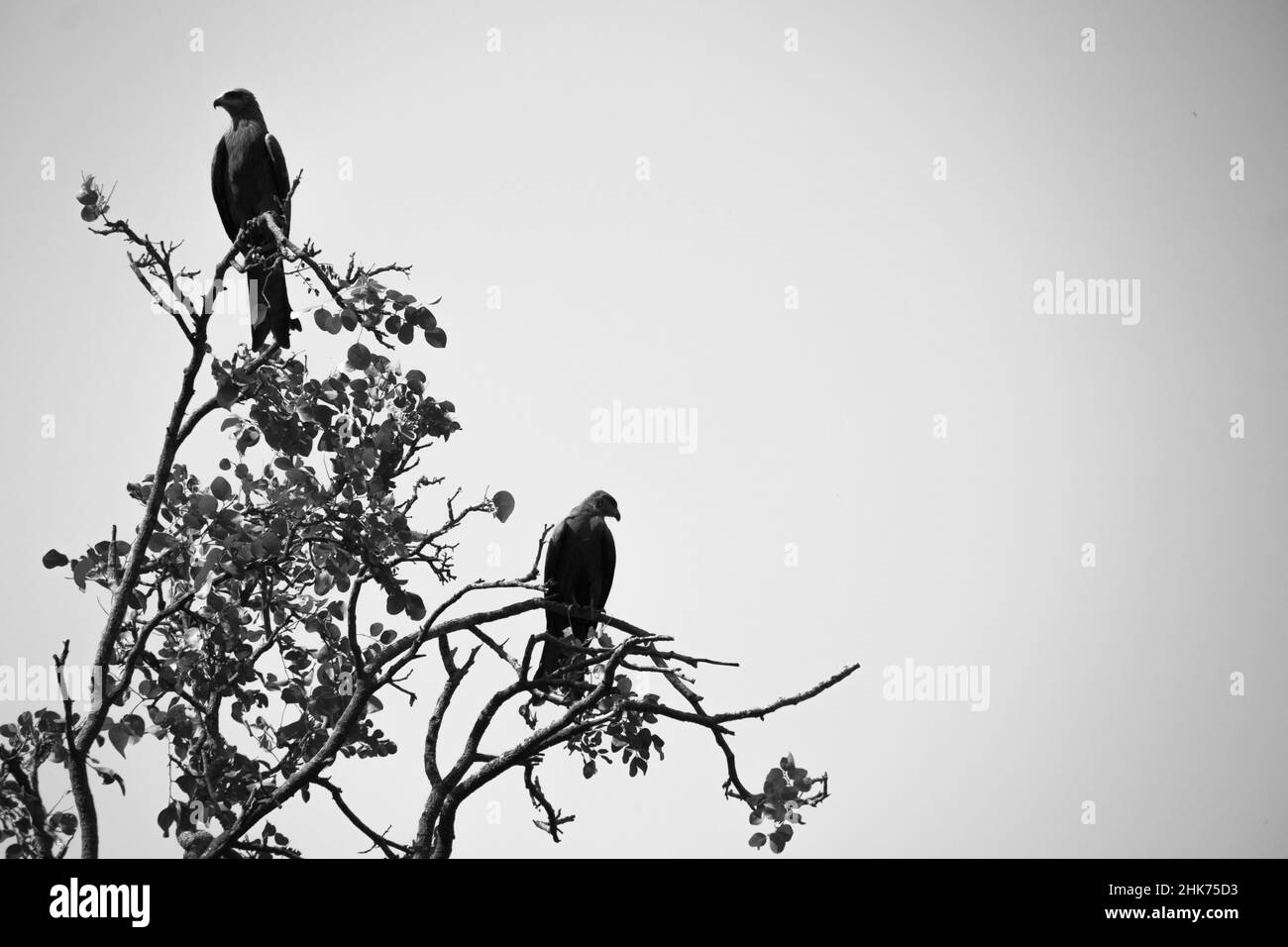 Grayscale shot of a couple of birds perched on a tree, a light ...