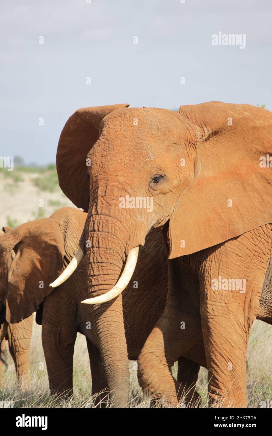 Brown elephants in a desert Stock Photo - Alamy