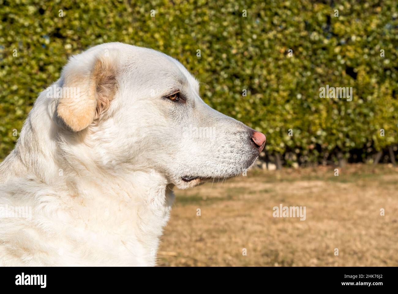 Labrador dog profile portrait head hi-res stock photography and images ...