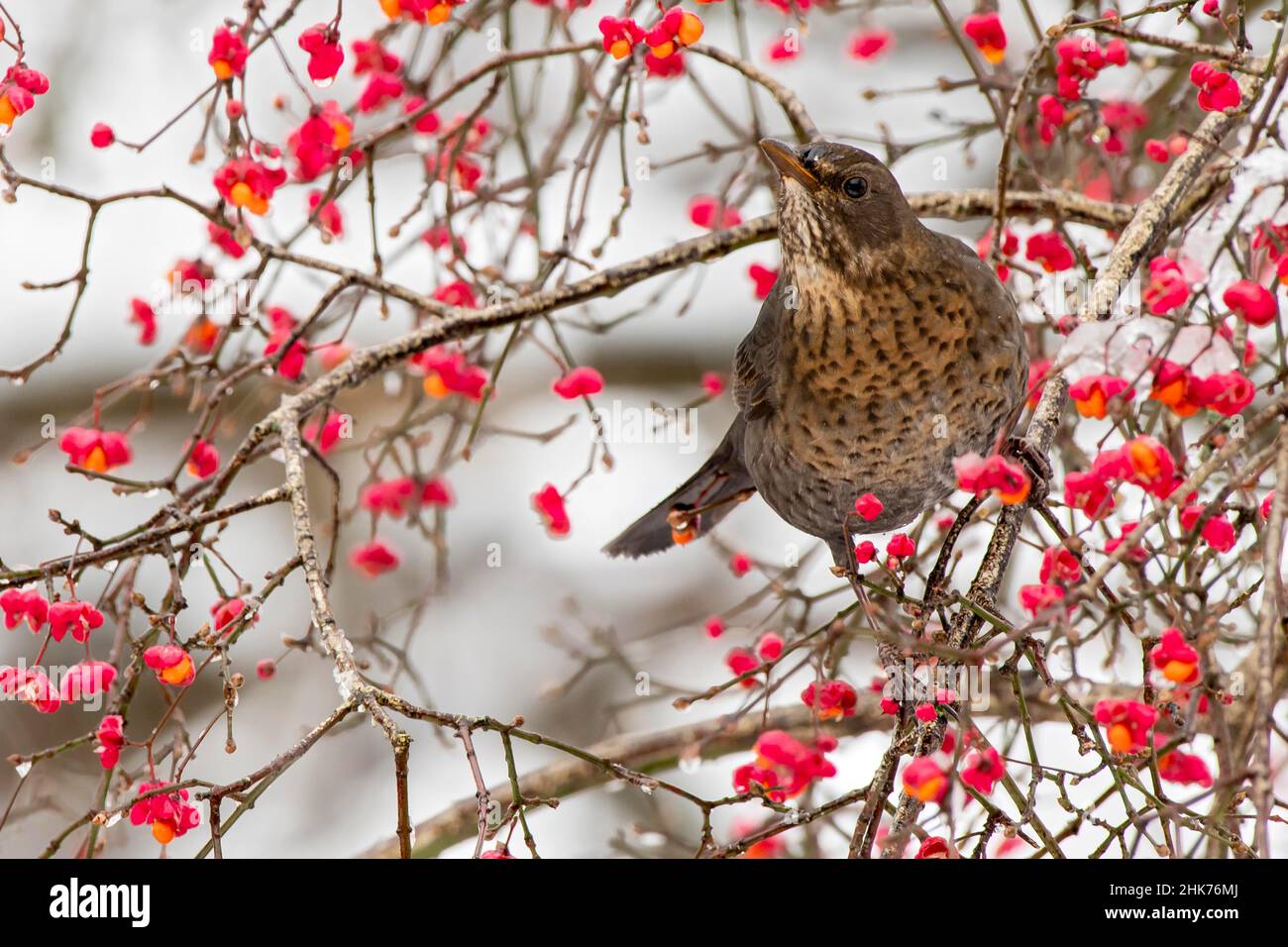 Common spindle bird hi-res stock photography and images - Alamy