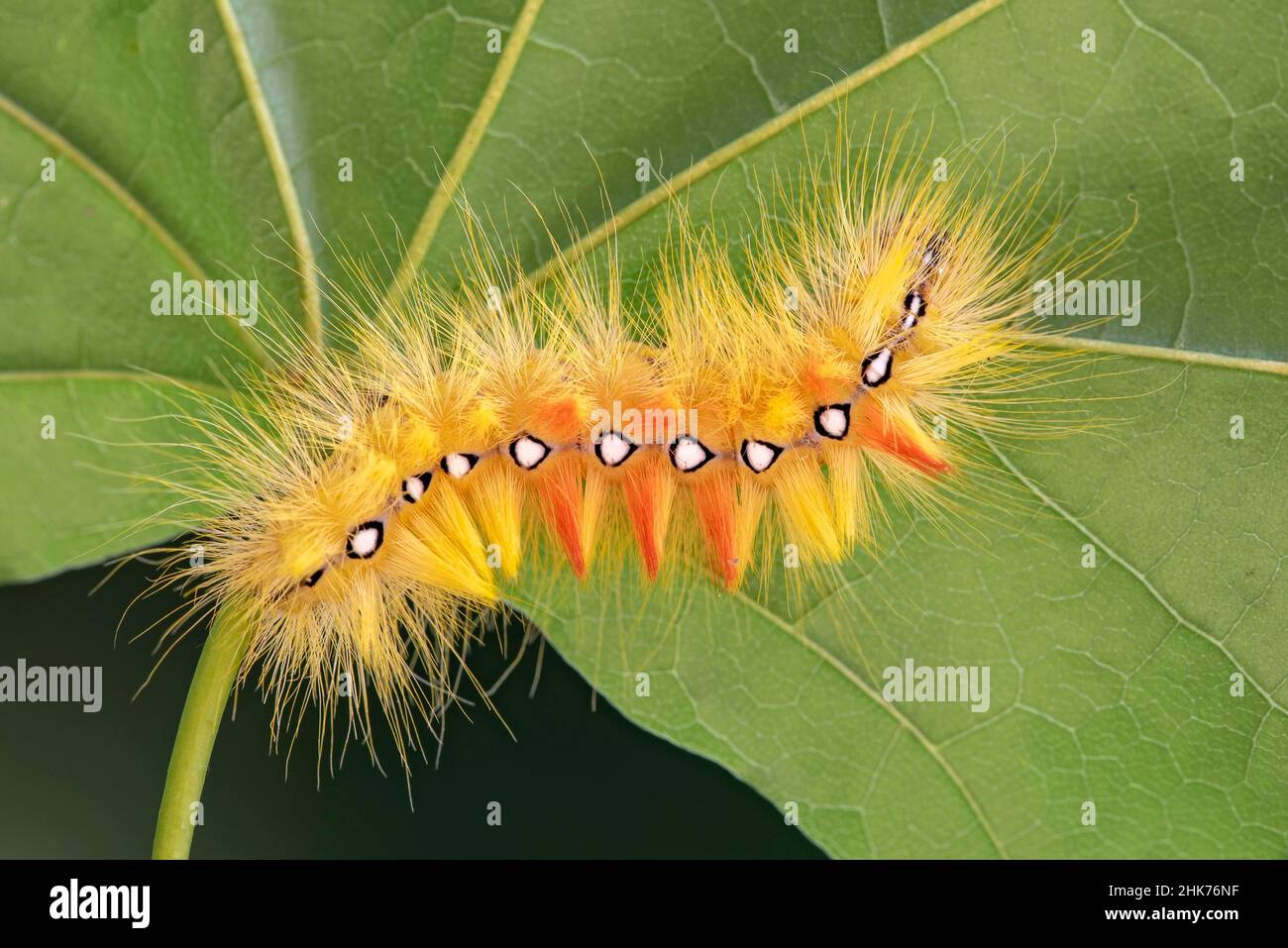 Sycamore moth (Acronicta aceris), caterpillar, Tyrol, Austria Stock ...