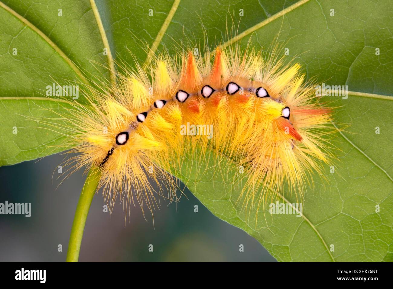 Sycamore moth (Acronicta aceris), caterpillar, Tyrol, Austria Stock ...