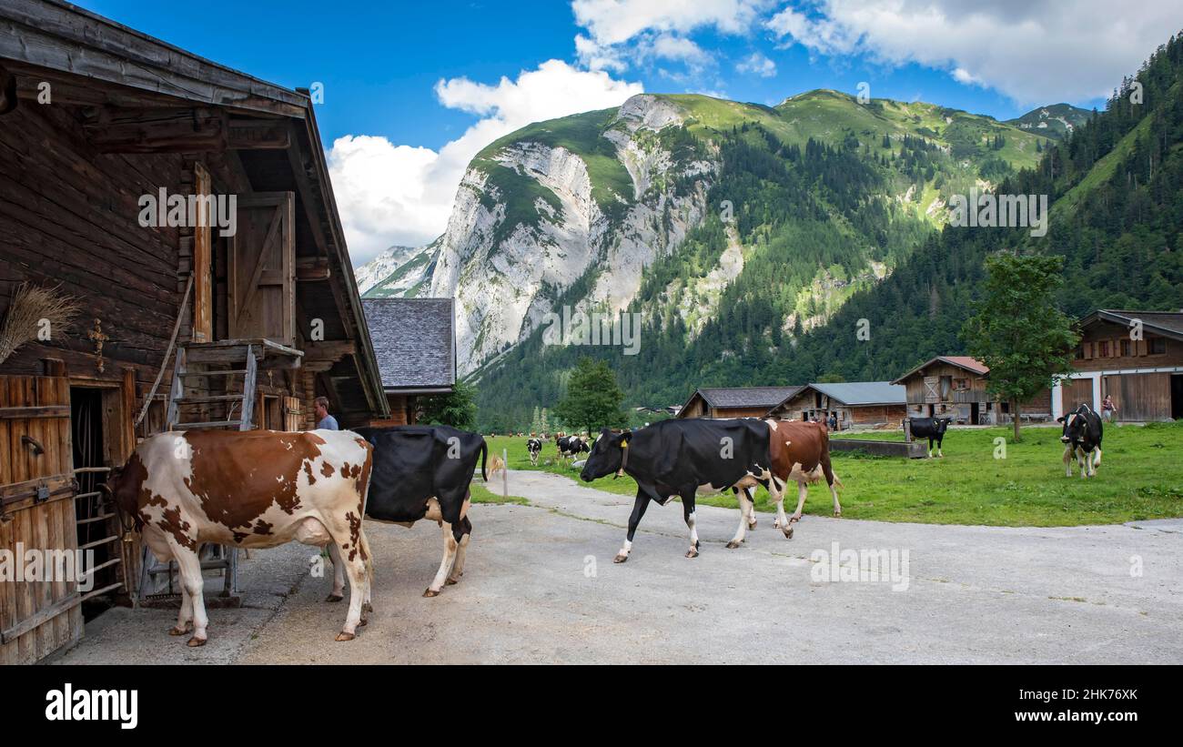 Return of the cows to the Almdorf Eng in the evening, Hinterriss, Tyrol ...