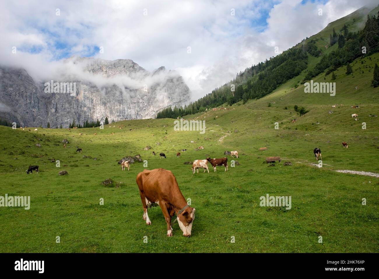 Cows on pasture, Tyrolean Fleckvieh and Holstein cattle, Eng-Alm ...
