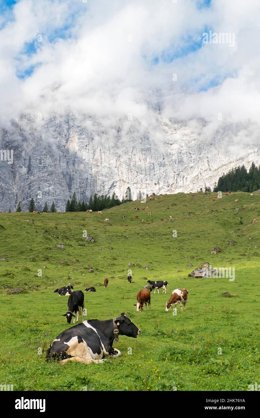 Cows on pasture, Holstein cattle and Tyrolean Simmental cattle, Eng-Alm ...