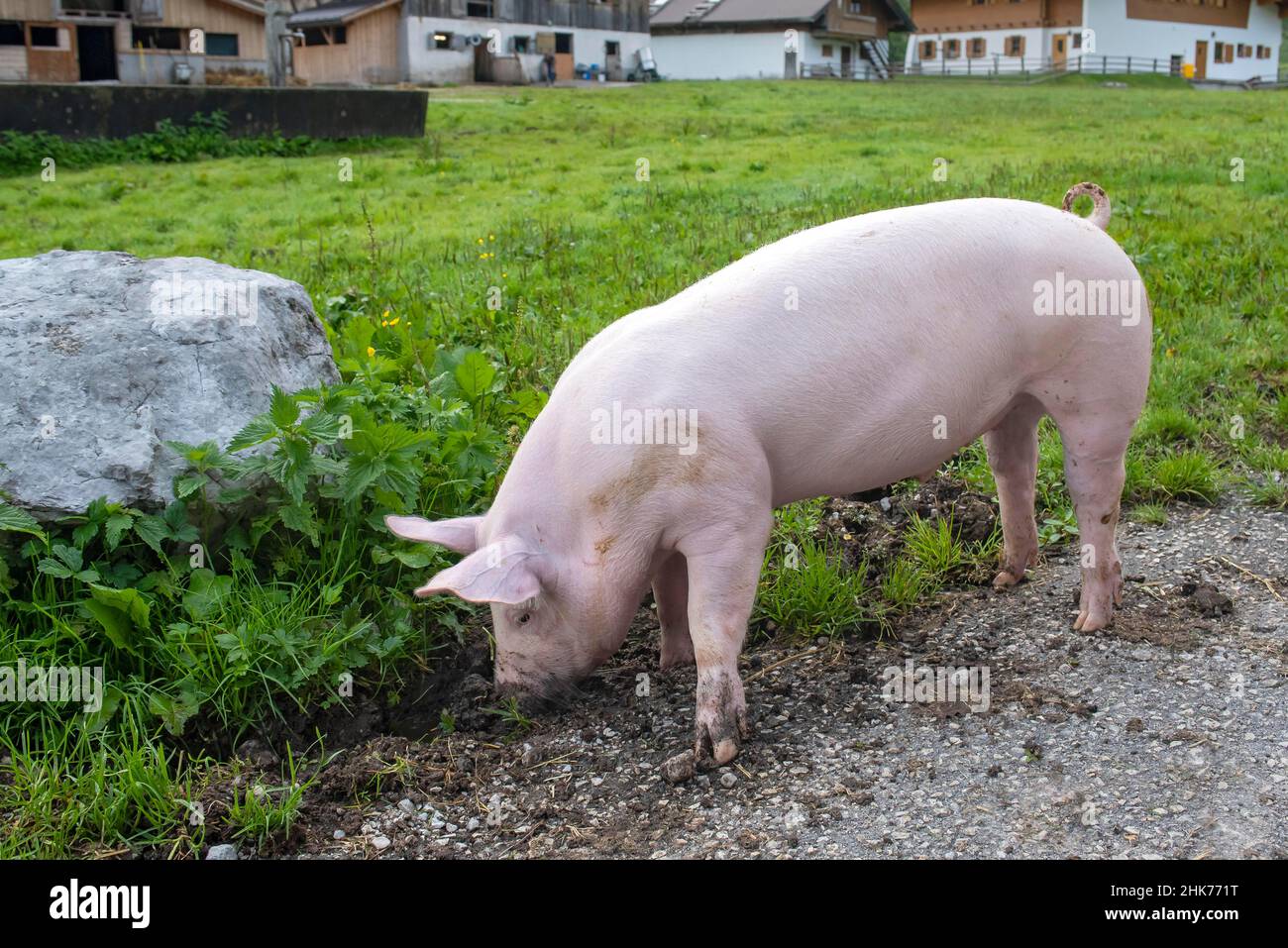 Domestic pig rooting in a meadow, Eng-Alm, Tyrol, Austria Stock Photo ...